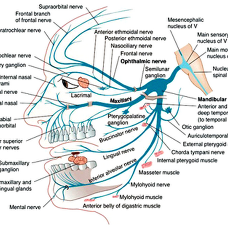 Trigeminal nerve - Radiology Made Easy